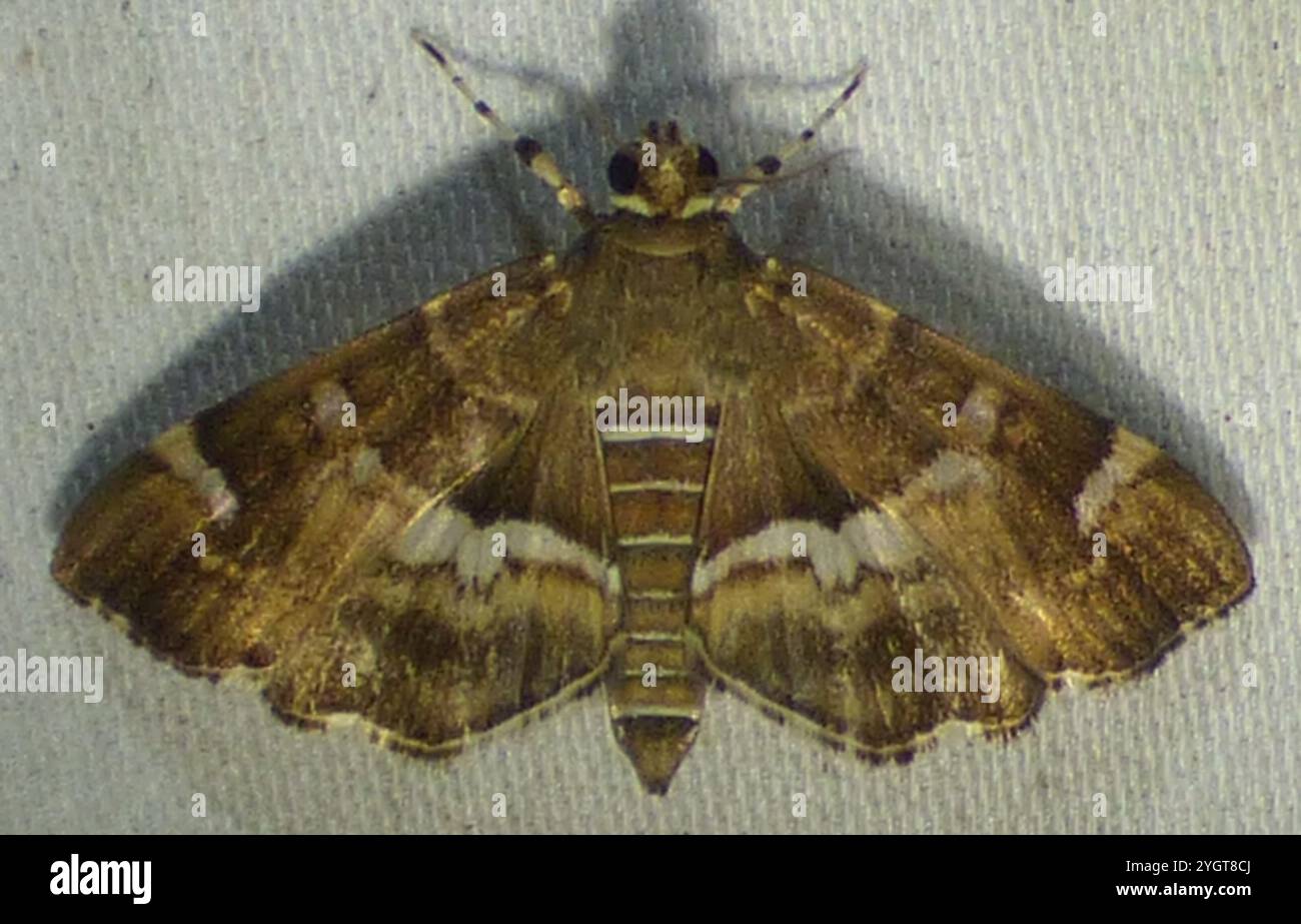 Spotted Beet Webworm Moth (Hymenia perspectalis Stock Photo - Alamy
