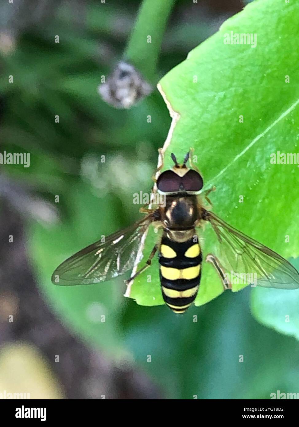 Long-tailed Aphideater Complex (Eupeodes americanus Stock Photo - Alamy