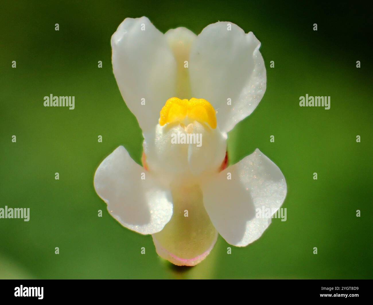 Lesser Balloon Vine (Cardiospermum halicacabum Stock Photo - Alamy