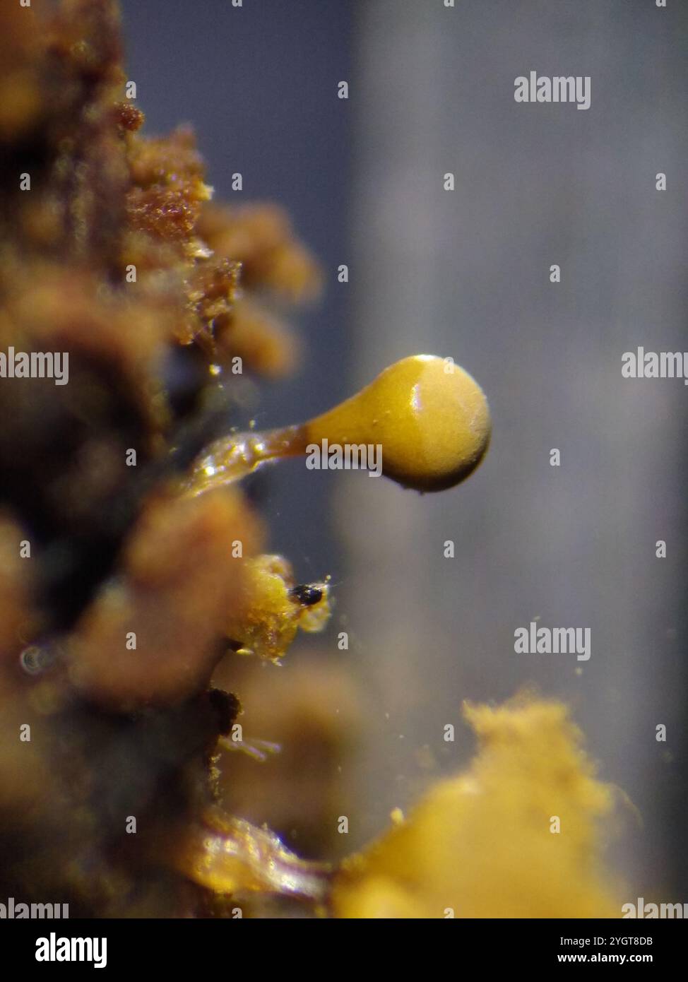 Trichia crateriformis hi-res stock photography and images - Alamy
