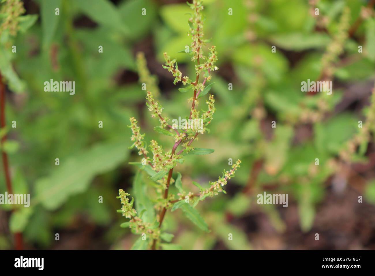 Clustered Dock (Rumex conglomeratus Stock Photo - Alamy
