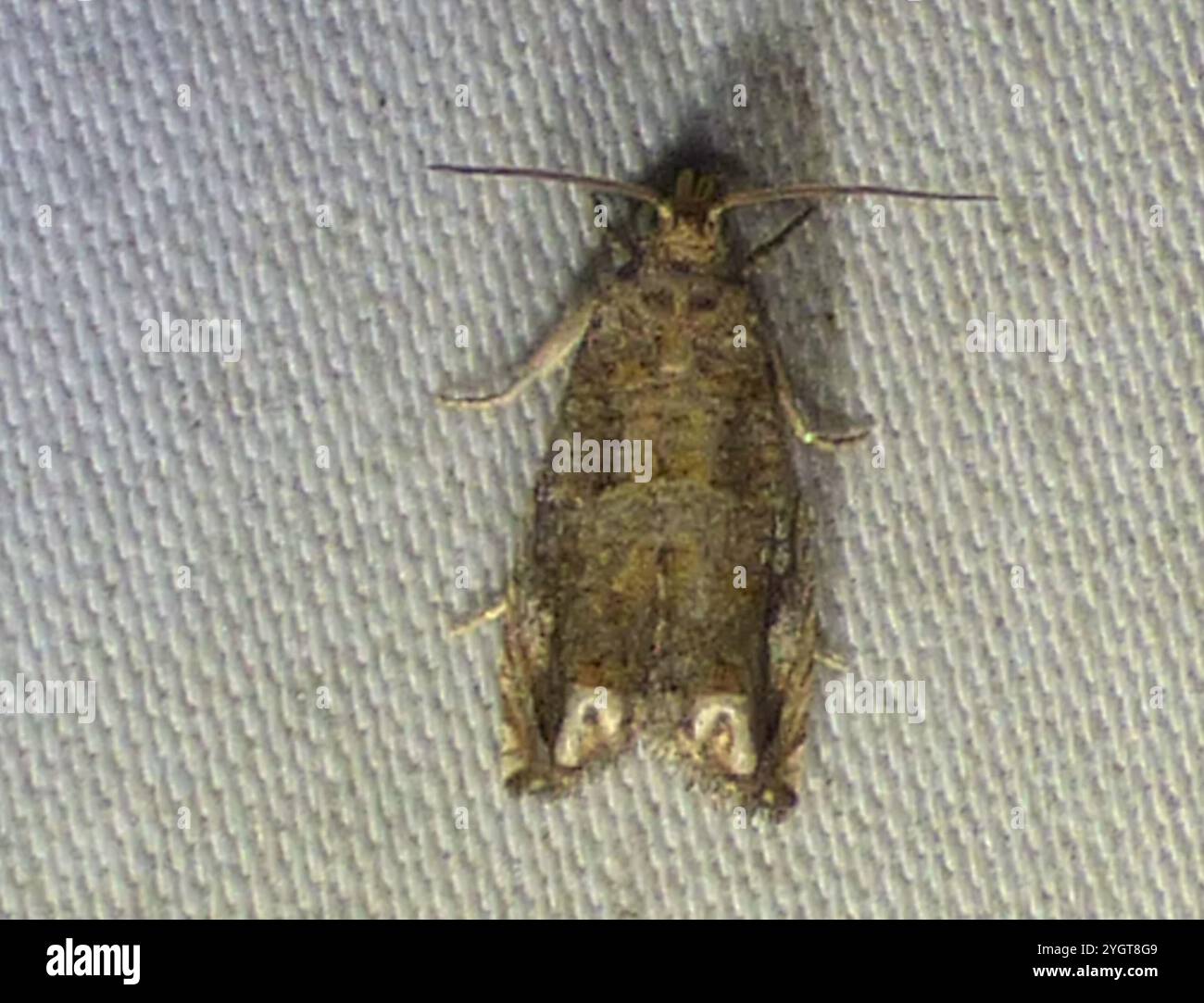 Ragweed Borer Moth (Epiblema strenuana Stock Photo - Alamy