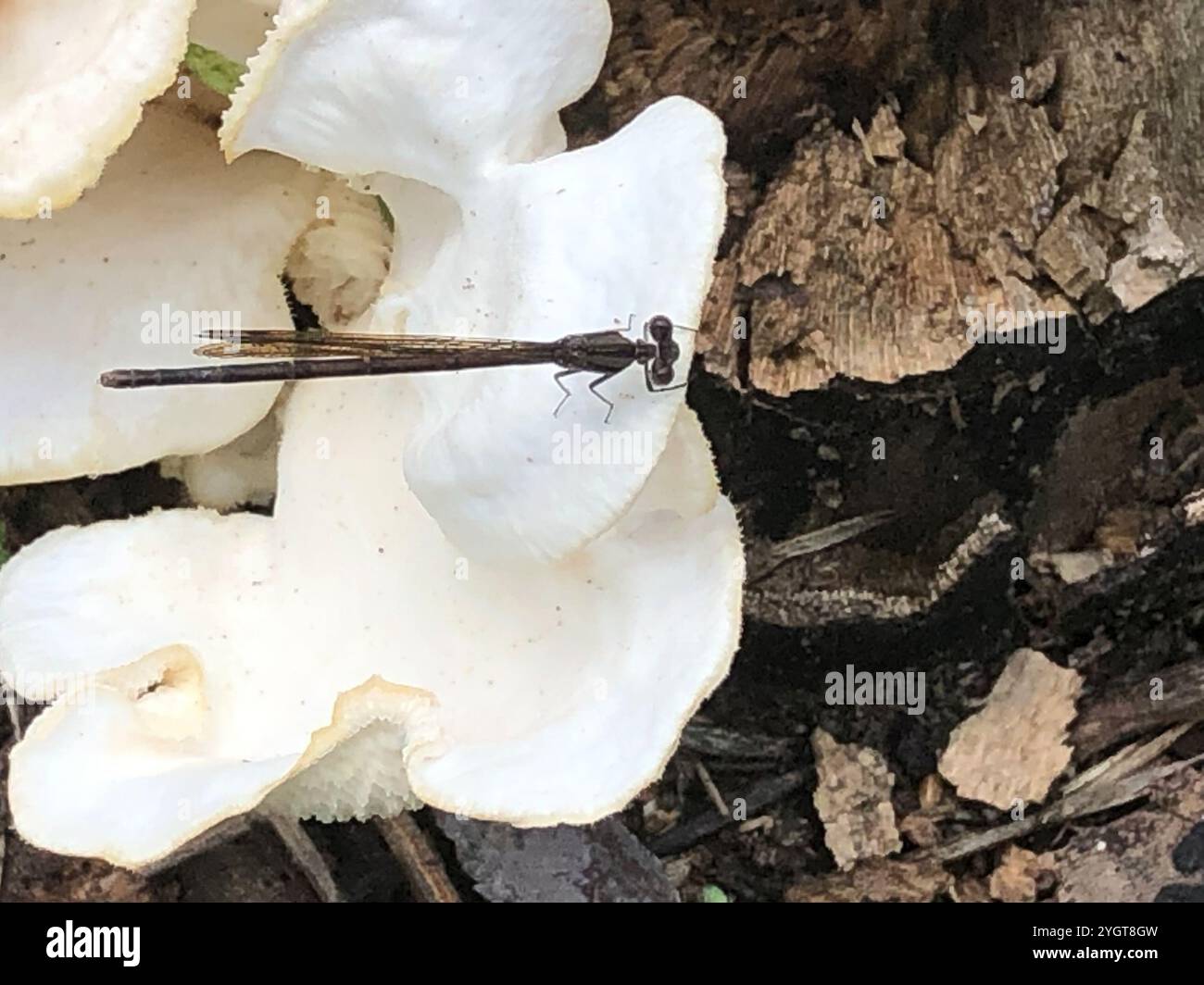 Variable Dancer (Argia fumipennis Stock Photo - Alamy