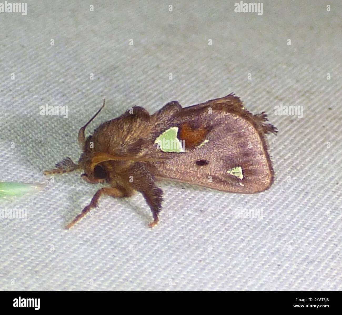 Spiny Oak-slug Moth (Euclea delphinii Stock Photo - Alamy