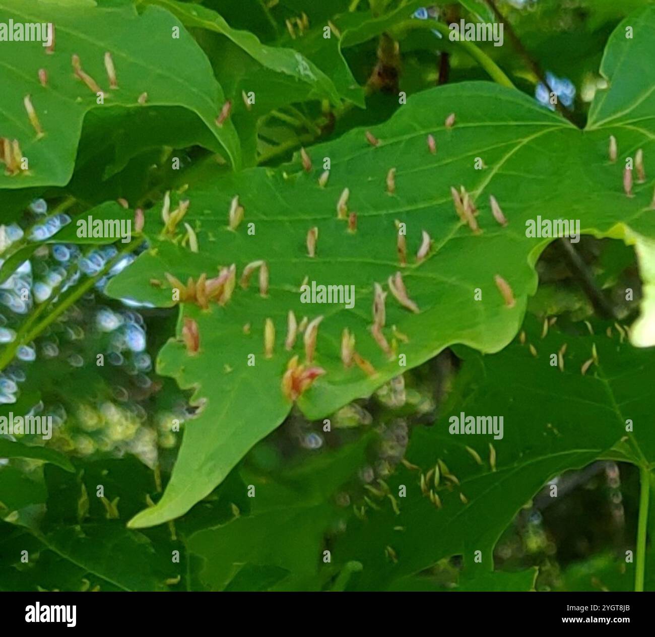 Maple Spindle Gall Mite (Vasates aceriscrumena Stock Photo - Alamy