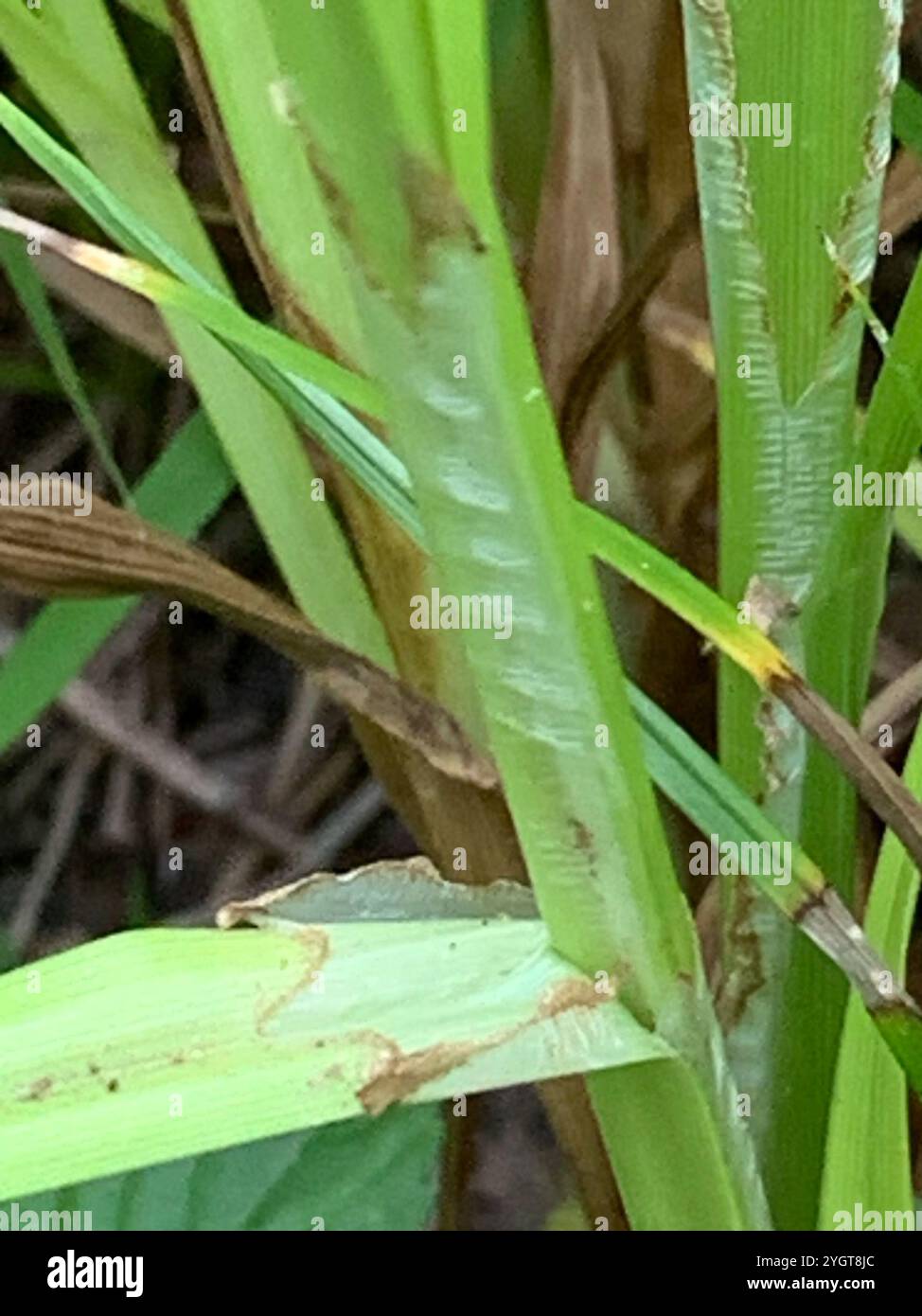 Soft Fox Sedge (Carex conjuncta Stock Photo - Alamy