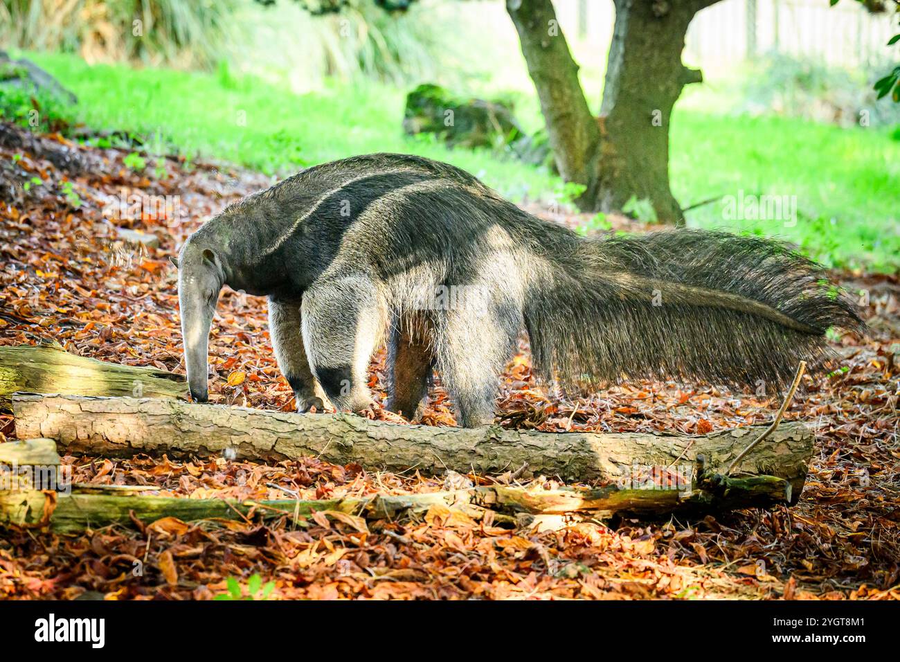 Edinburgh, UK. Thu 10 October 2024. Giant anteater on display at ...