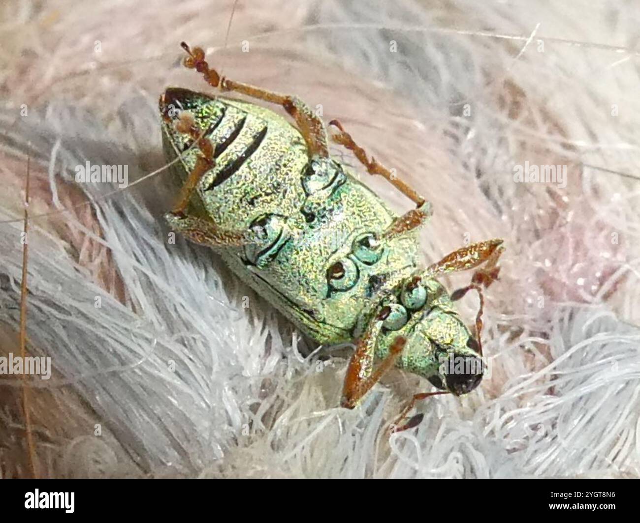 Green Immigrant Leaf Weevil (Polydrusus formosus Stock Photo - Alamy