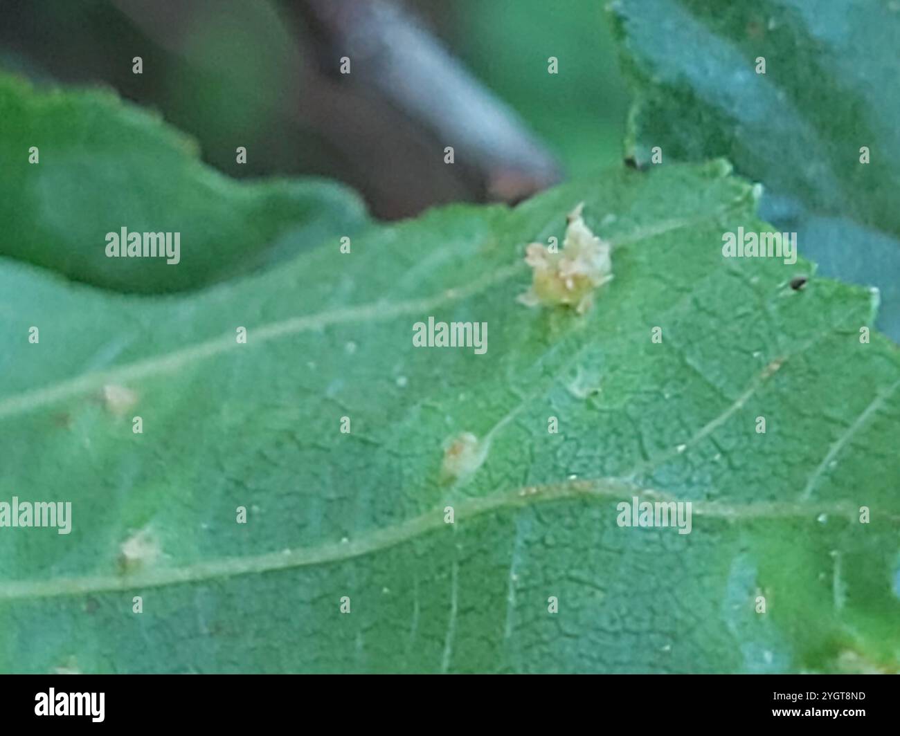 Gall and Rust Mites (Eriophyidae Stock Photo - Alamy