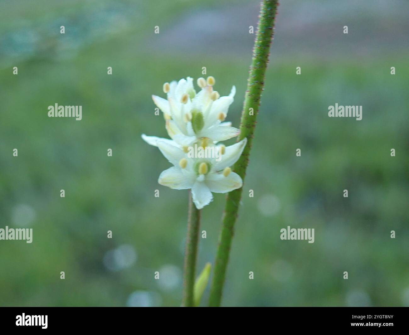 Sticky False Asphodel (Triantha glutinosa Stock Photo - Alamy