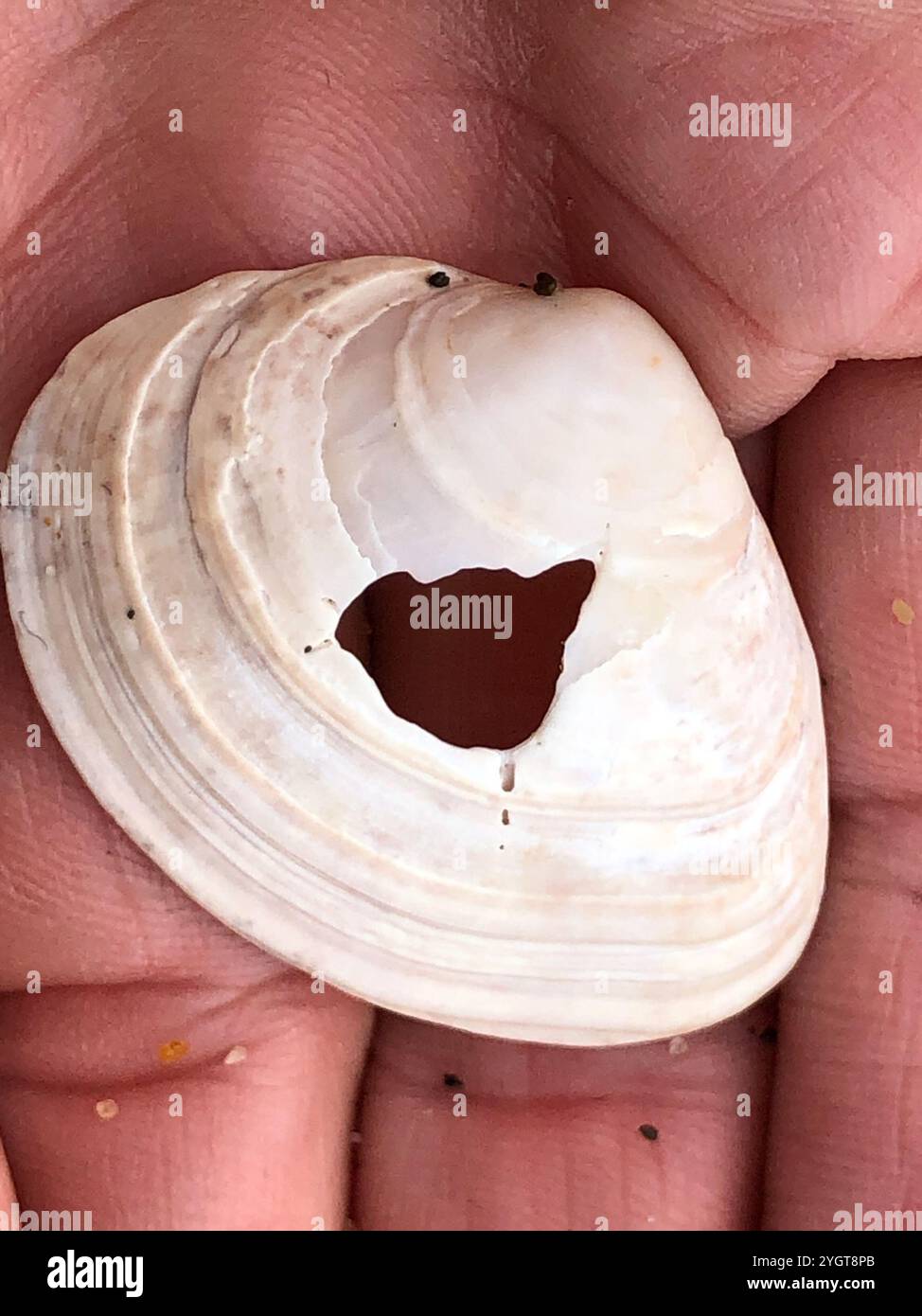 Macoma nasuta hi-res stock photography and images - Alamy