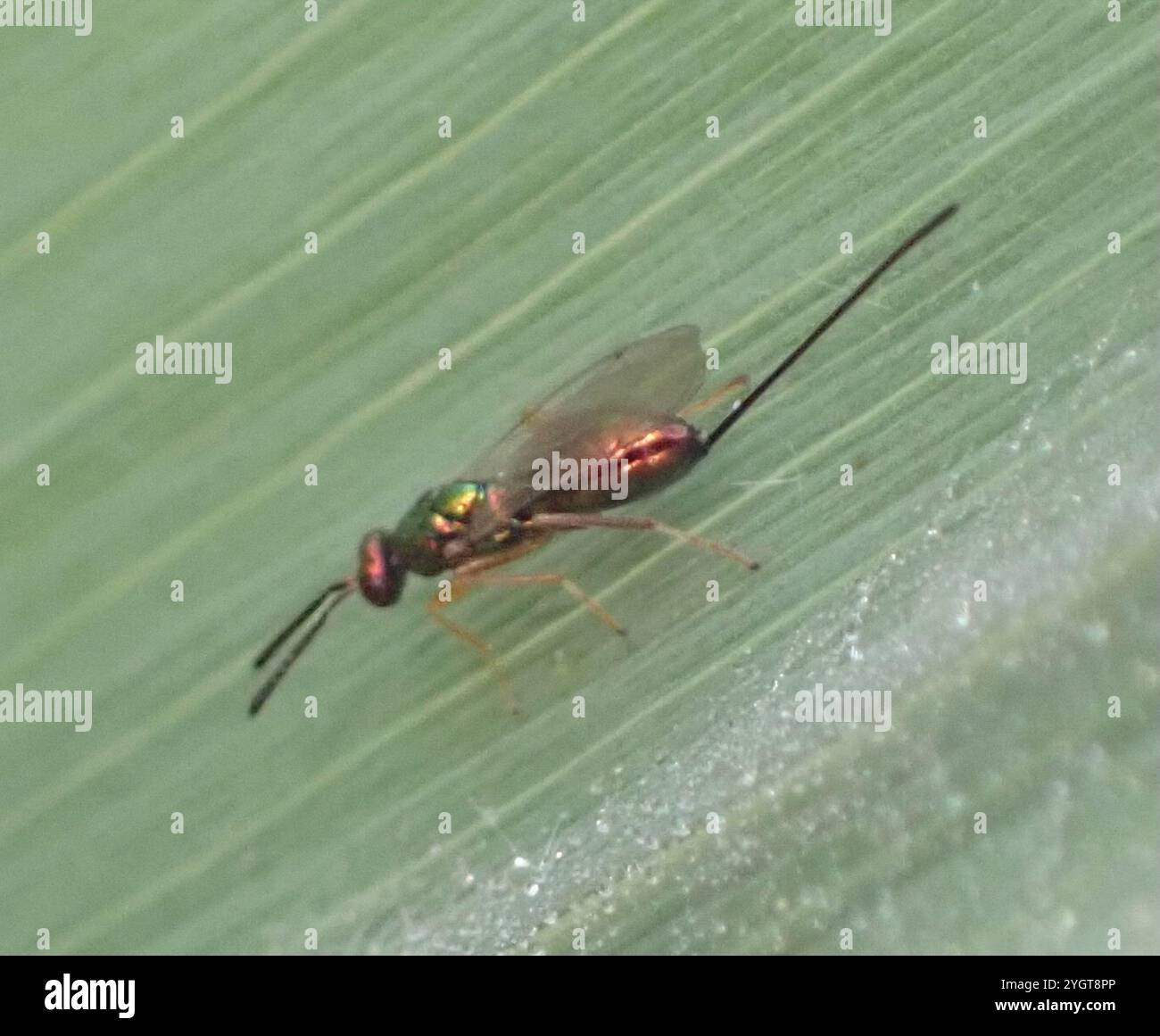 Torymidae hi-res stock photography and images - Alamy