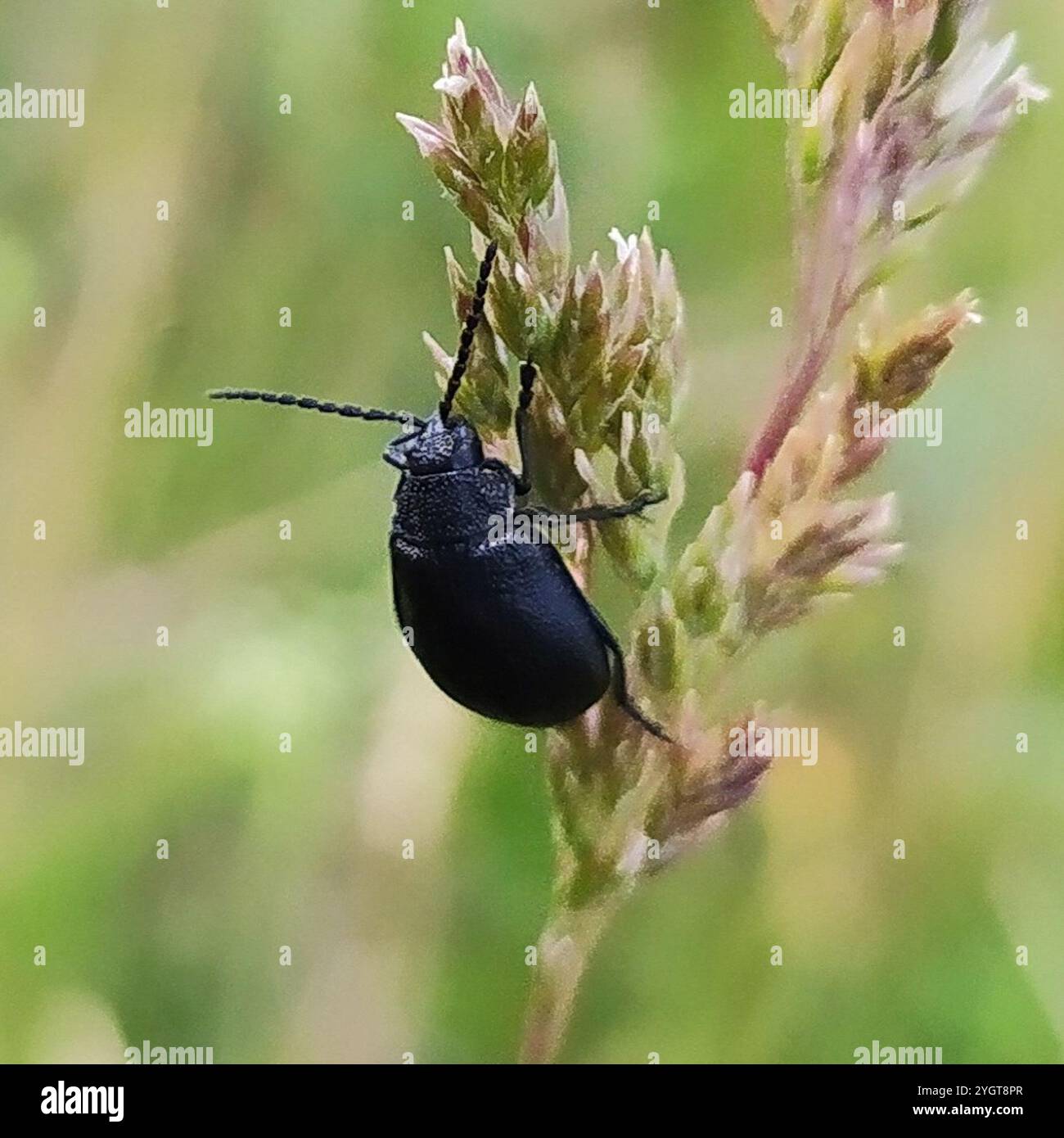 black-punctured leaf beetle (Galeruca tanaceti Stock Photo - Alamy