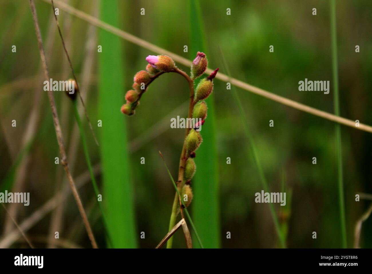Northern Threadleaf Sundew (Drosera filiformis filiformis Stock Photo ...