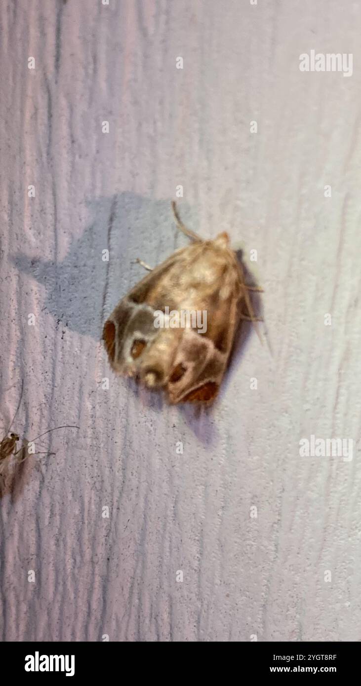 Shagreened Slug Moth (Apoda biguttata Stock Photo - Alamy