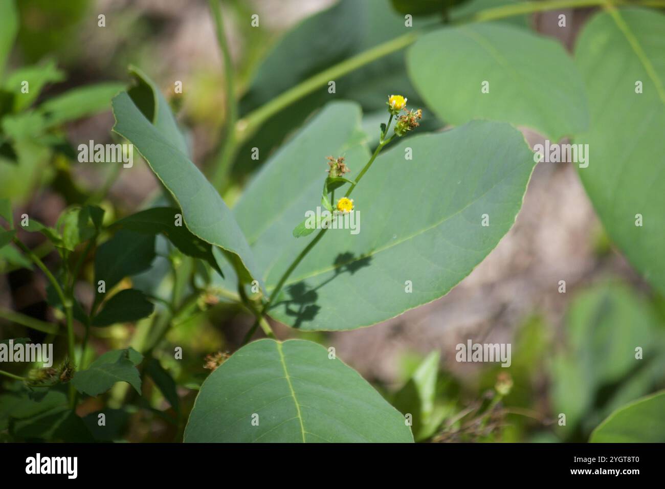 American Sicklepod (Senna obtusifolia Stock Photo - Alamy