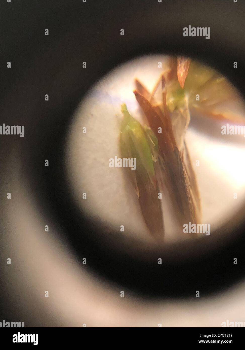 Slim-pod Rush (Juncus diffusissimus Stock Photo - Alamy