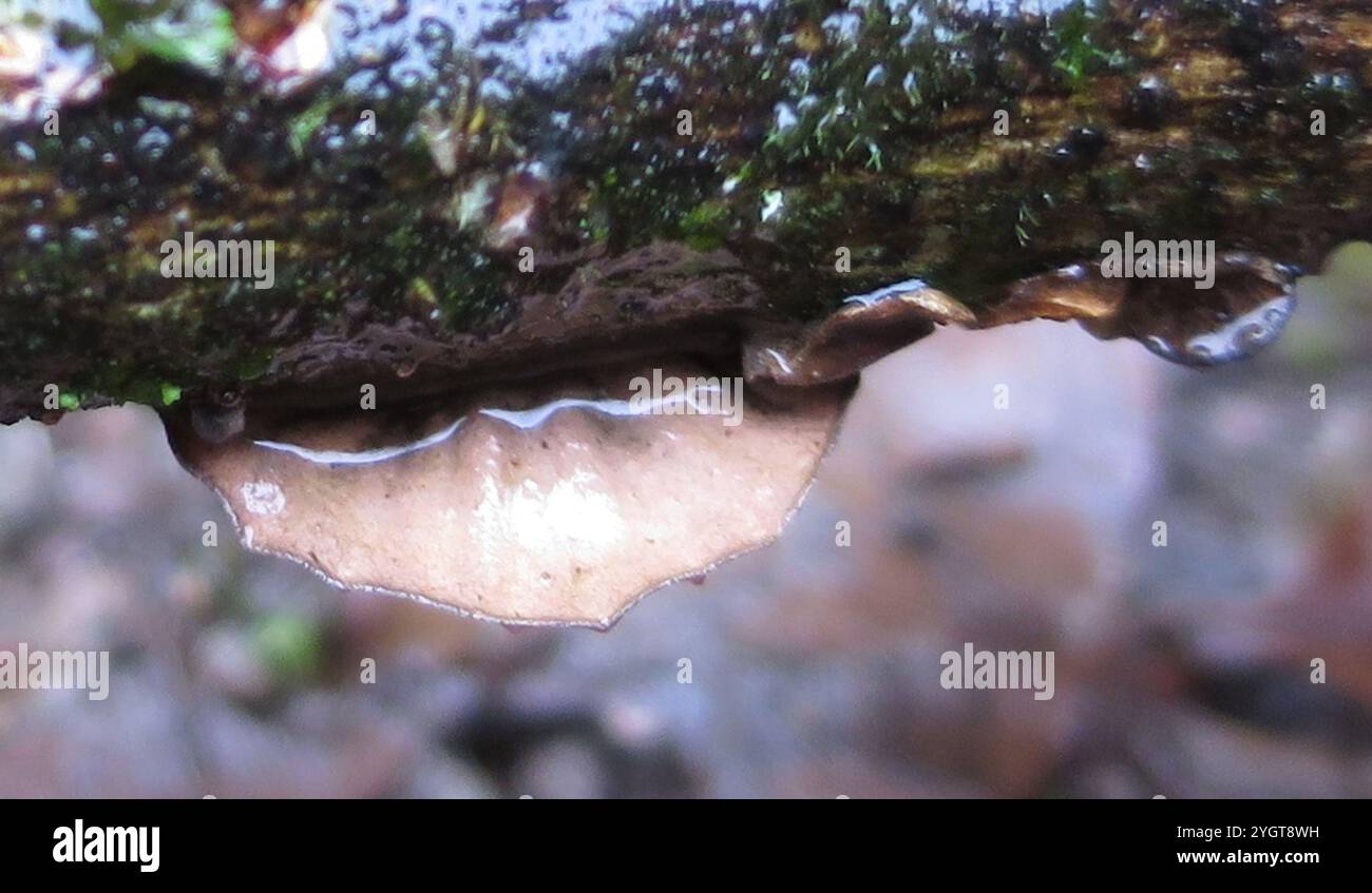 Orange Fan (Anthracophyllum archeri Stock Photo - Alamy