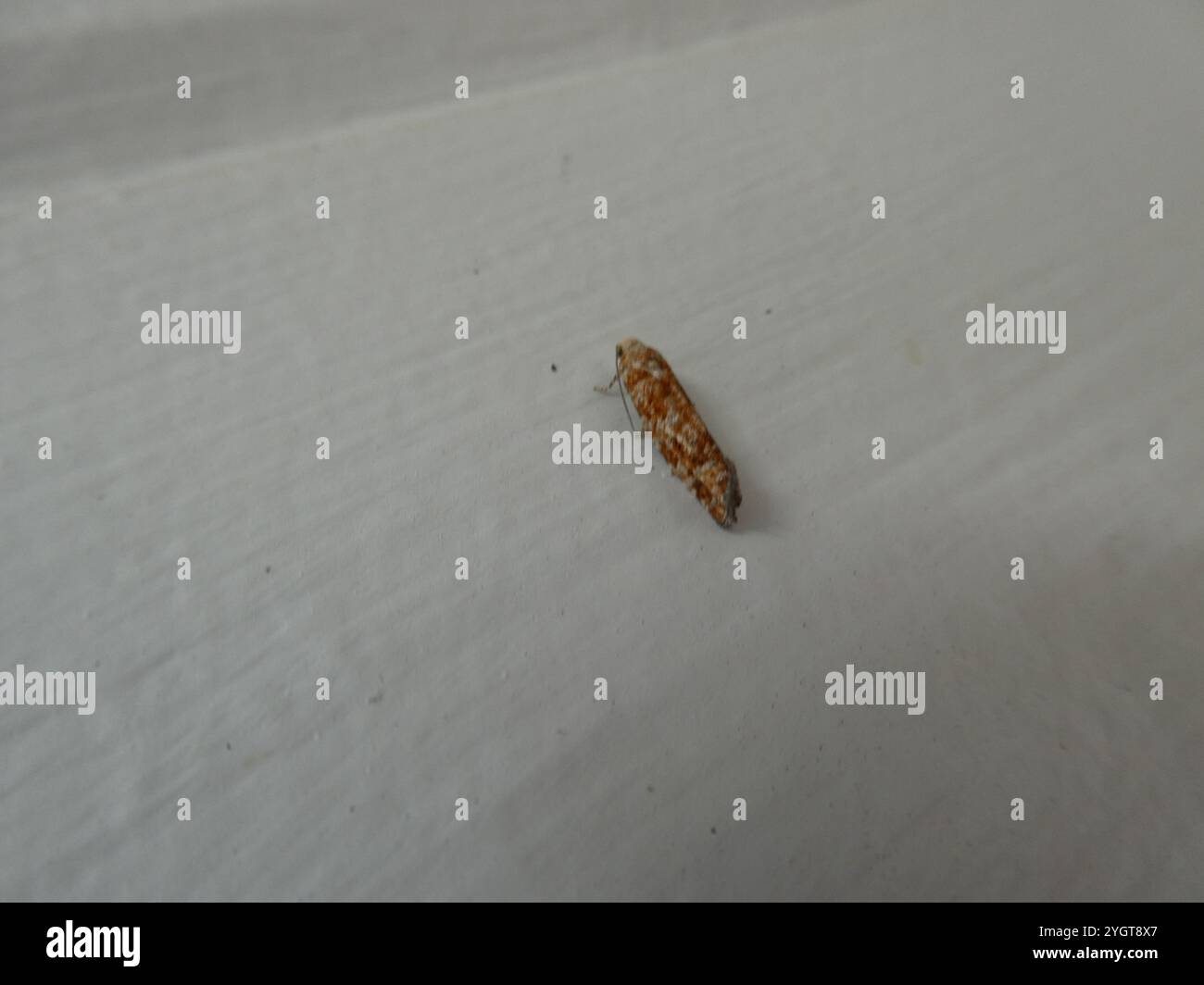 Pine Tip Moths (Rhyacionia Stock Photo - Alamy