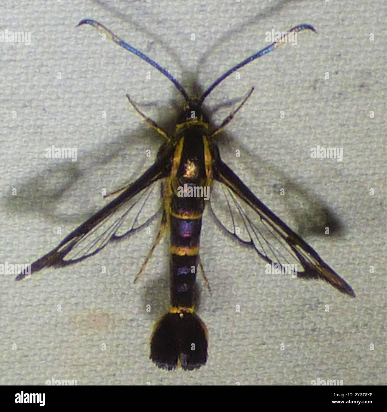 Ironweed Clearwing Moth (Carmenta bassiformis Stock Photo - Alamy