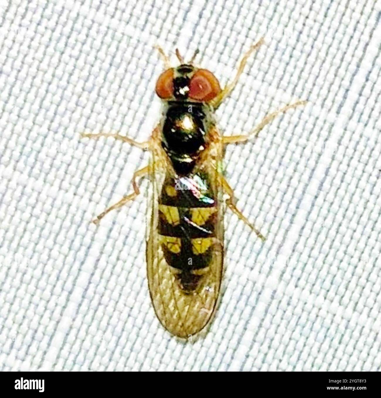 Variable Duskyface Fly (Melanostoma mellinum Stock Photo - Alamy
