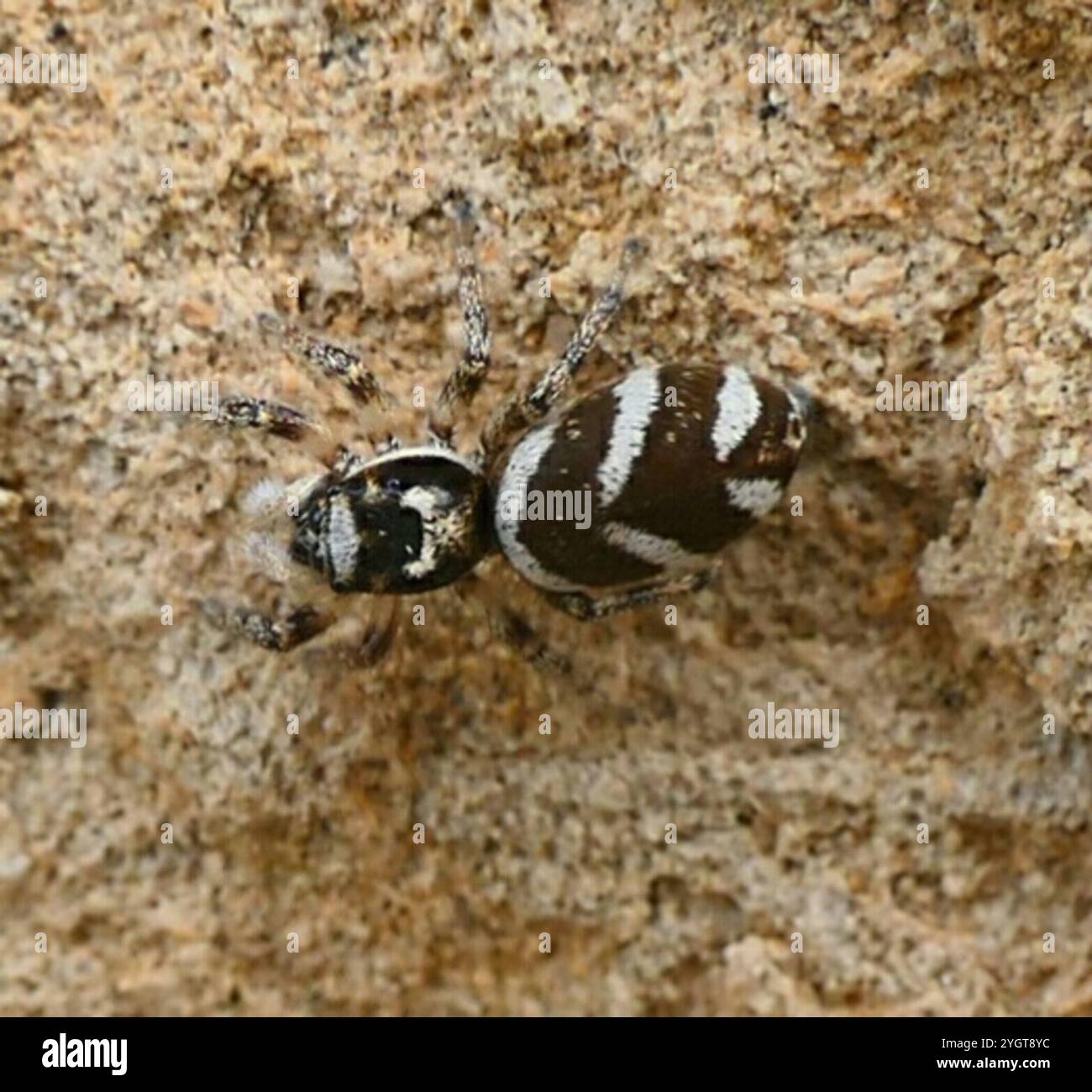 Zebra Jumping Spider (Salticus scenicus Stock Photo - Alamy