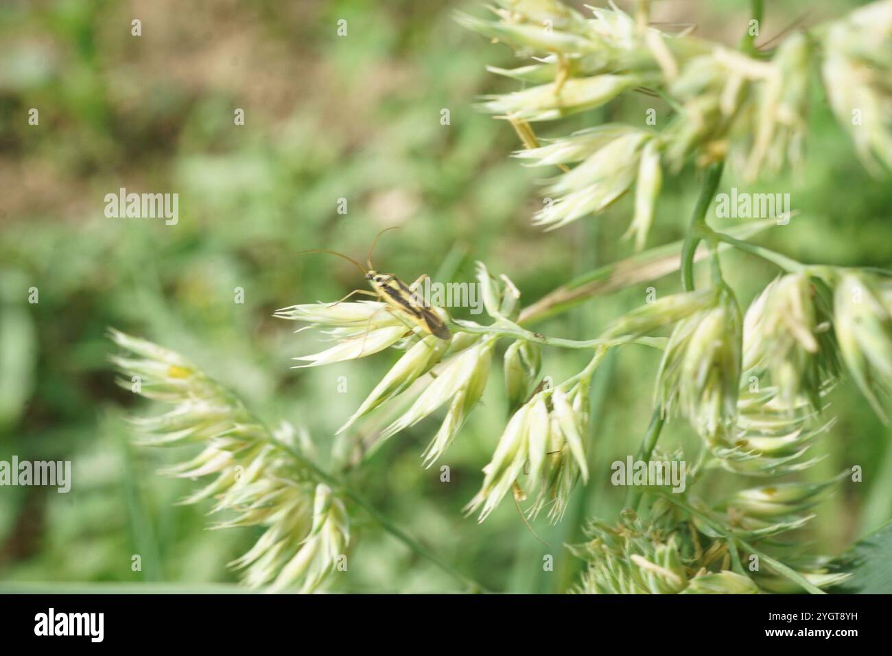Two-spotted Grass Bug (Stenotus binotatus Stock Photo - Alamy