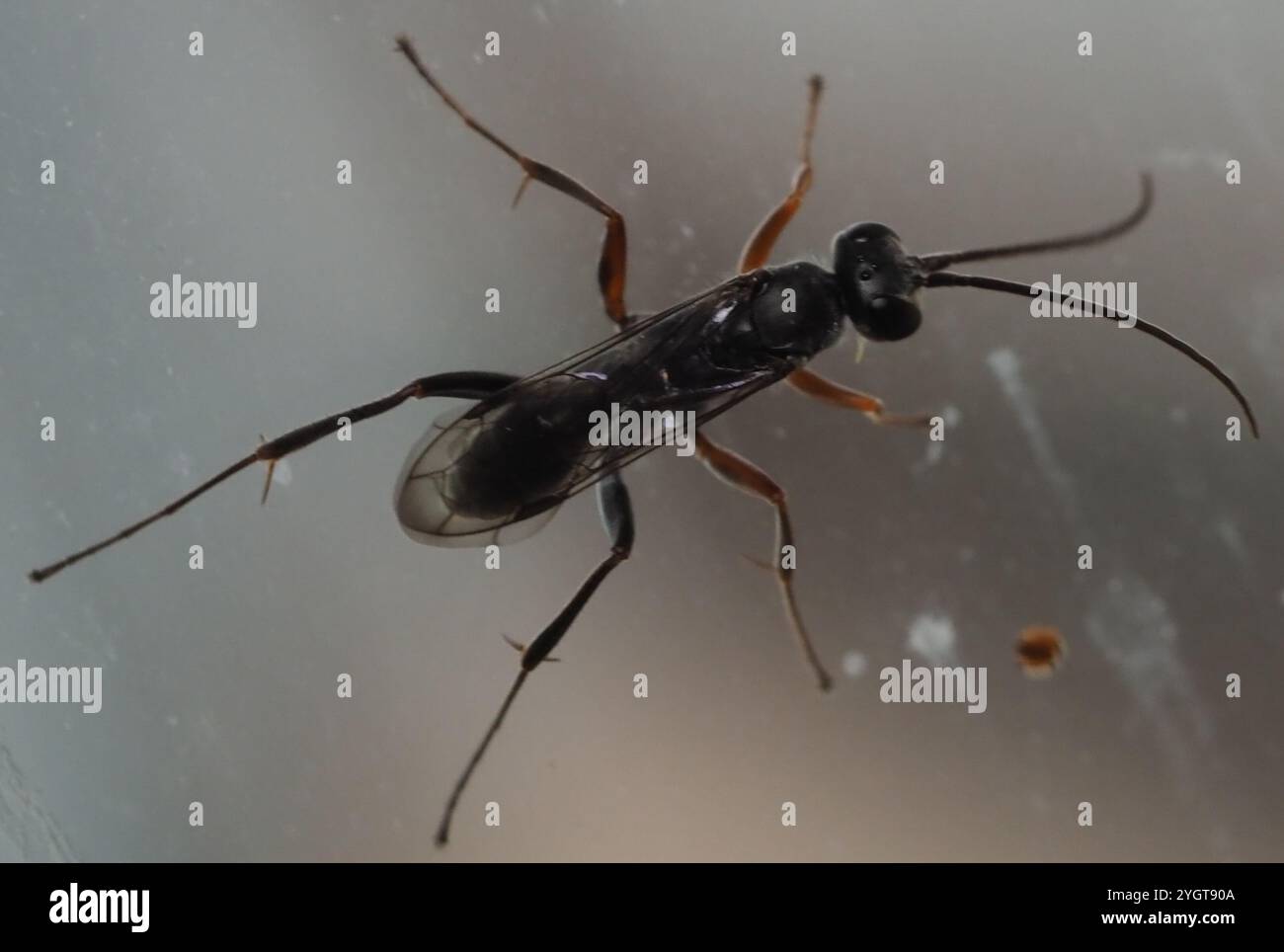 Mud-nesting Spider Wasps (Ageniellini Stock Photo - Alamy