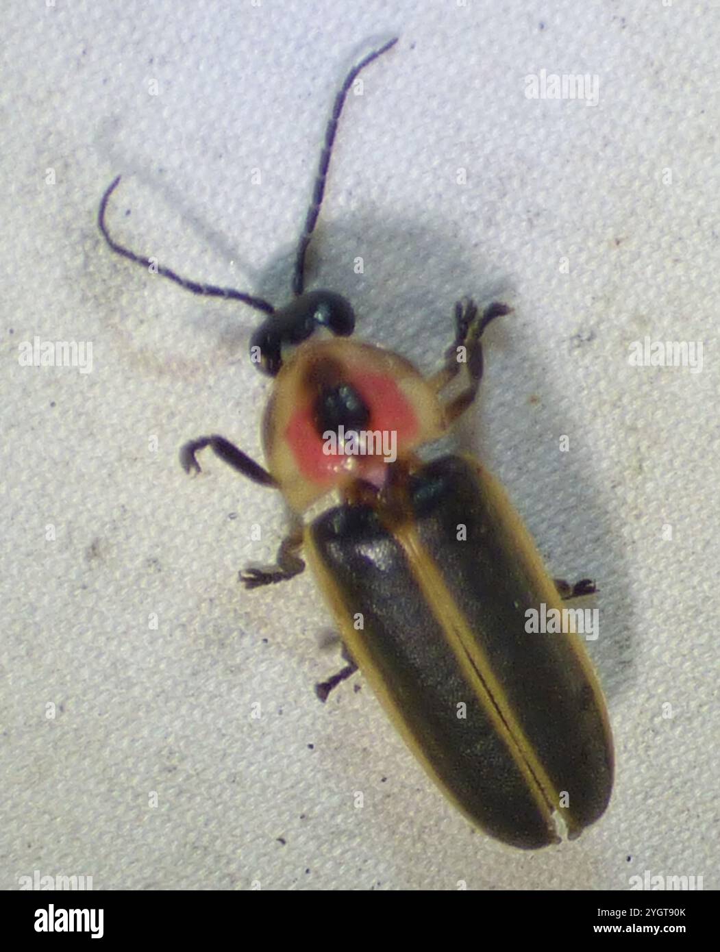 Common Eastern Firefly (Photinus pyralis Stock Photo - Alamy