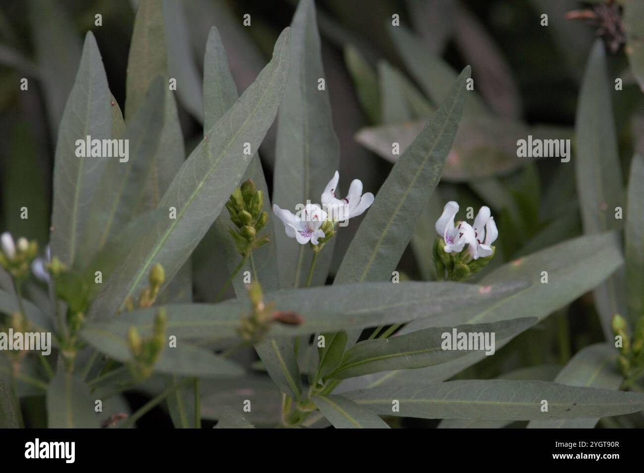 American water-willow (Justicia americana Stock Photo - Alamy