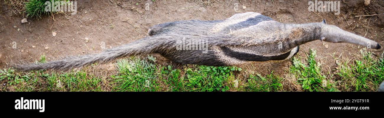 Edinburgh, UK. Thu 10 October 2024. Giant anteater on display at ...