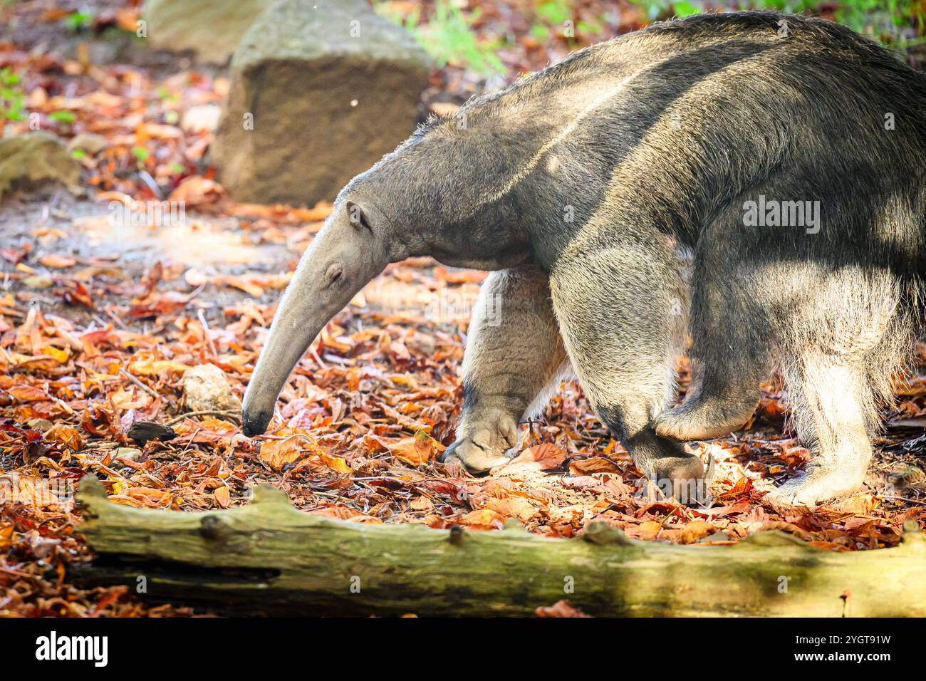 Edinburgh, UK. Thu 10 October 2024. Giant anteater on display at ...