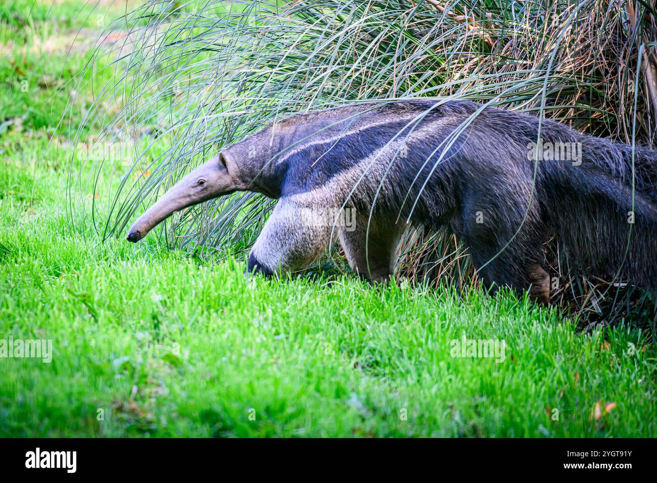 Edinburgh, UK. Thu 10 October 2024. Giant anteater on display at ...