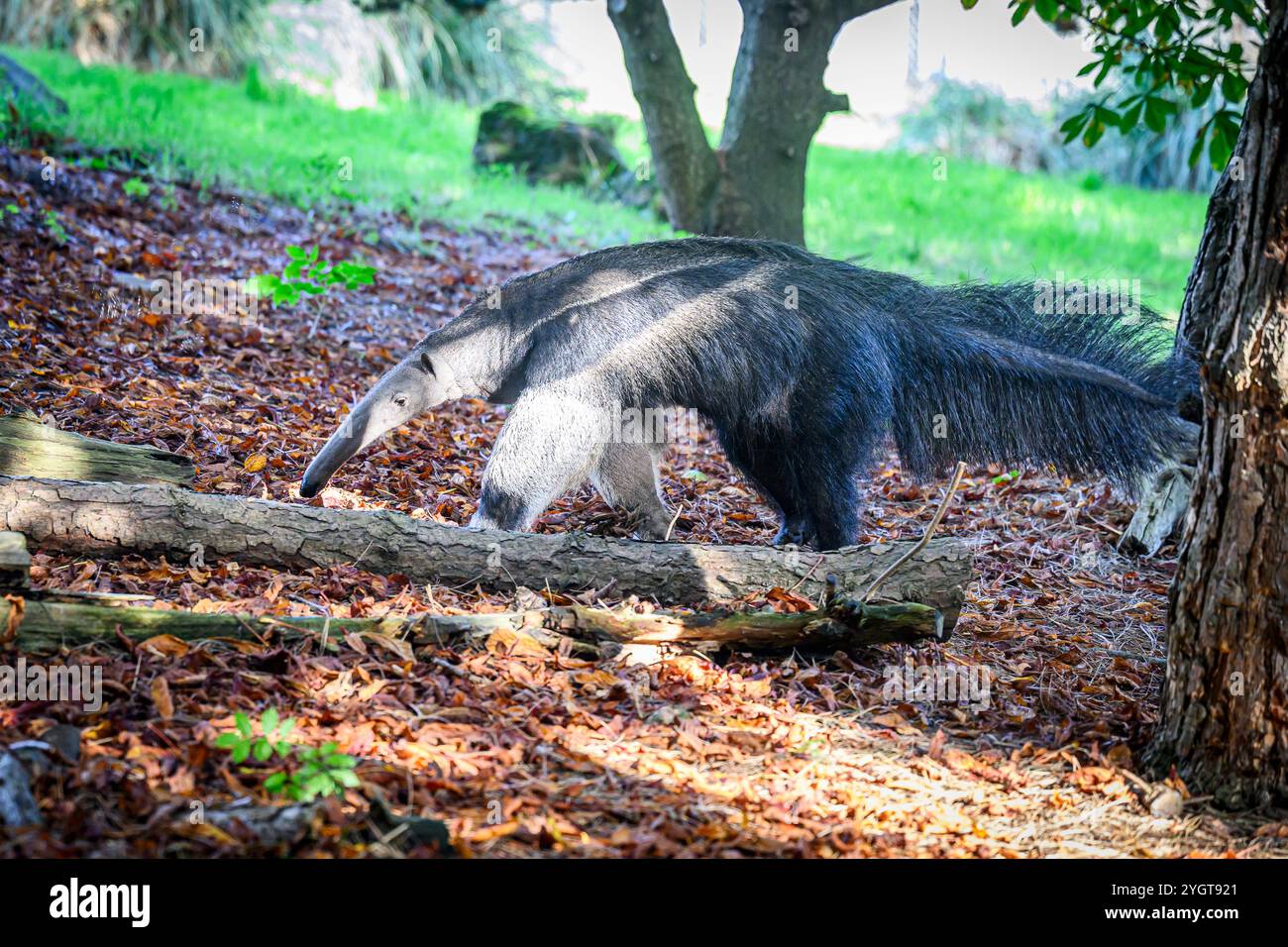 Giant anteater breeding programme hi-res stock photography and images ...