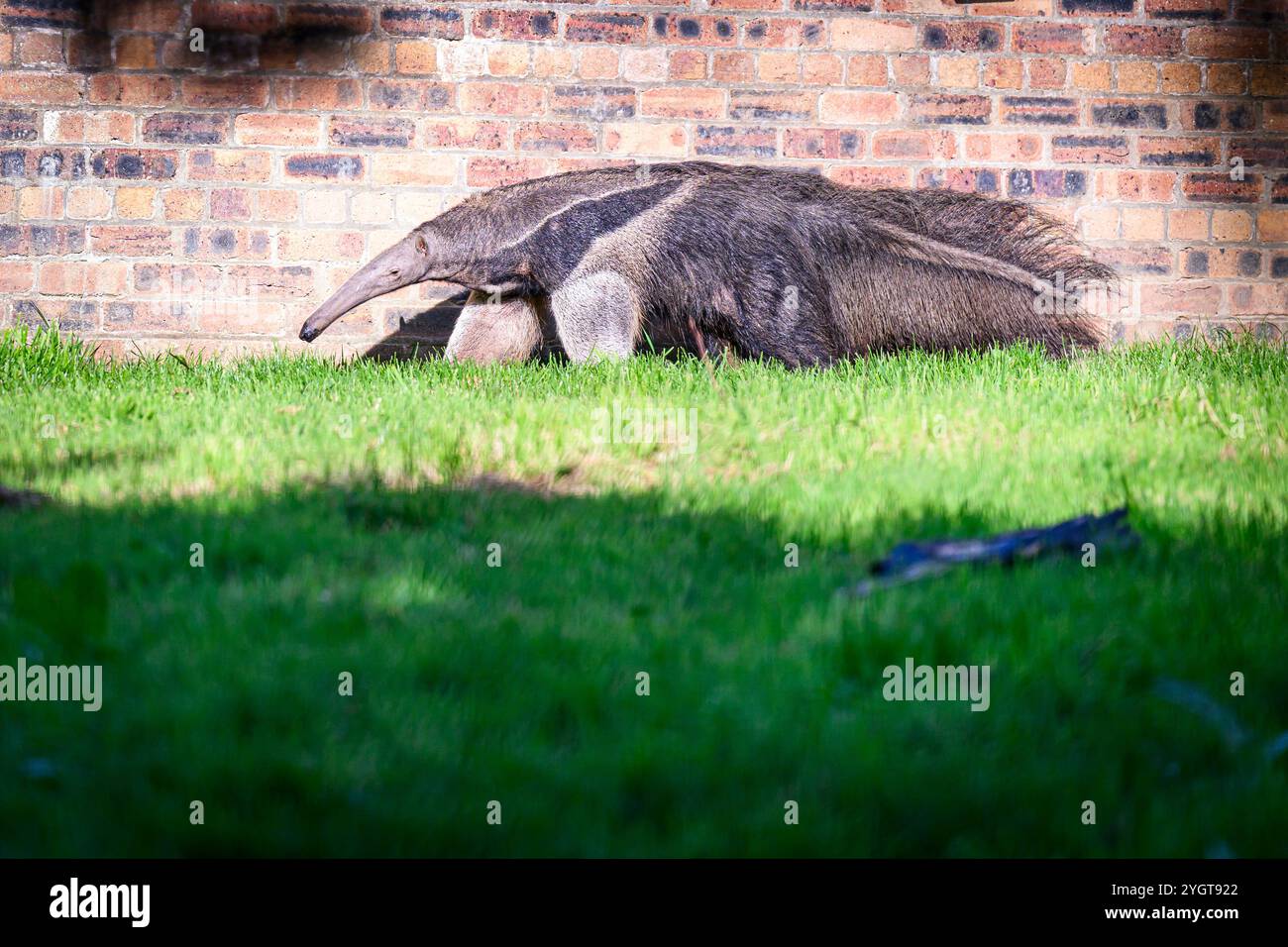 Edinburgh, UK. Thu 10 October 2024. Giant anteater on display at ...