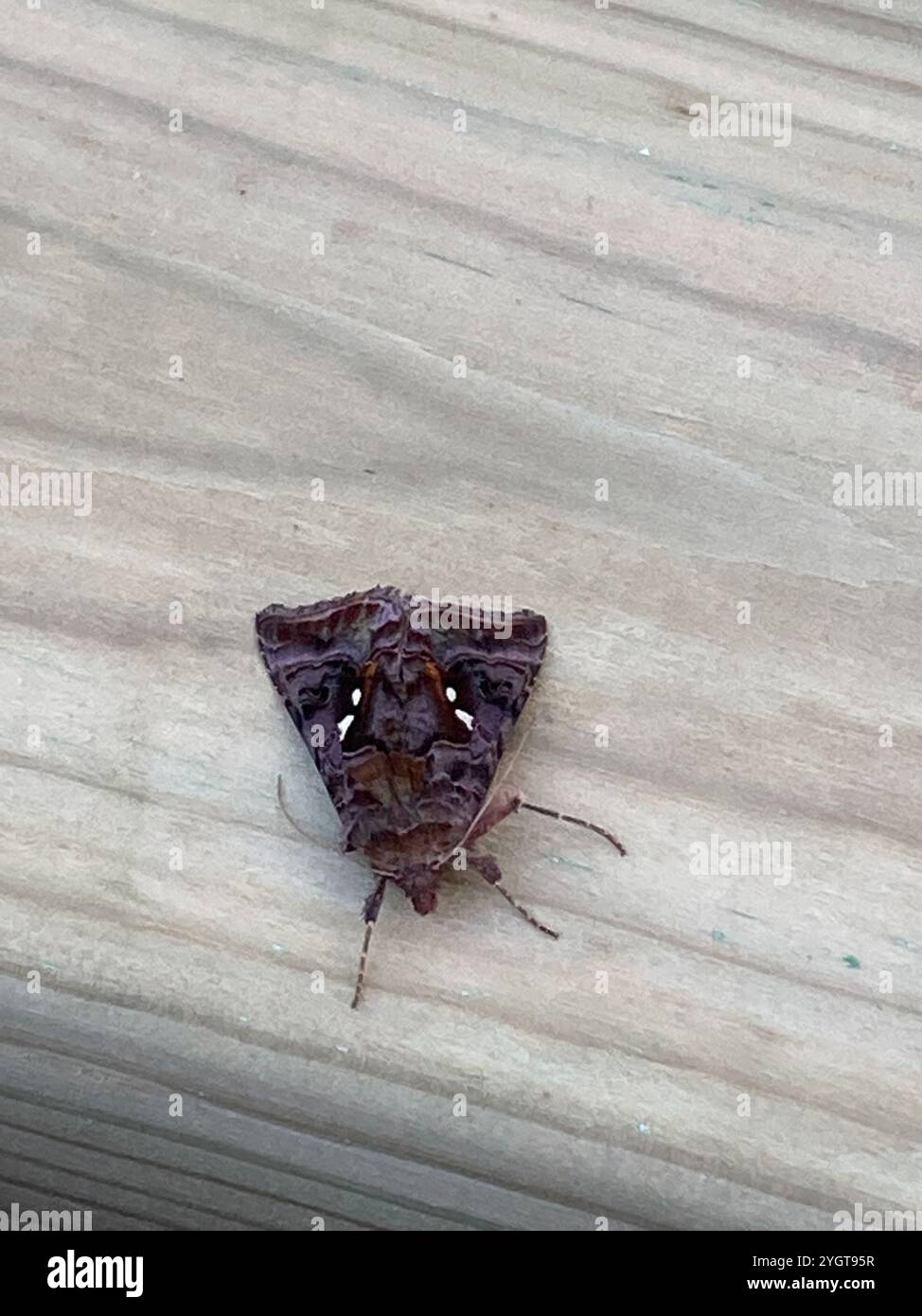 Beautiful Golden Y (Autographa pulchrina Stock Photo - Alamy