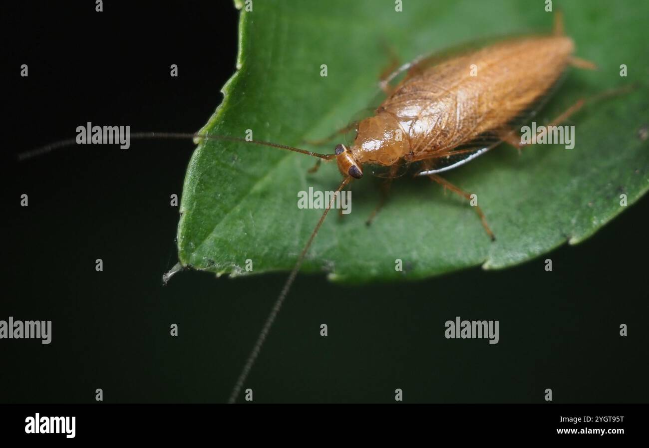 Tawny Cockroach (Ectobius pallidus Stock Photo - Alamy