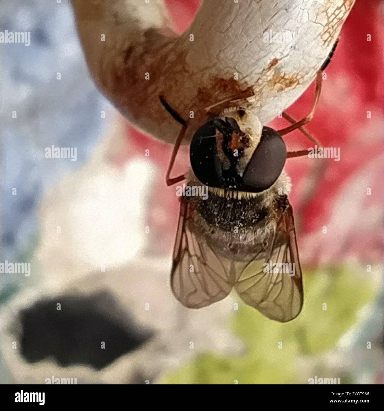 Didea hi-res stock photography and images - Alamy