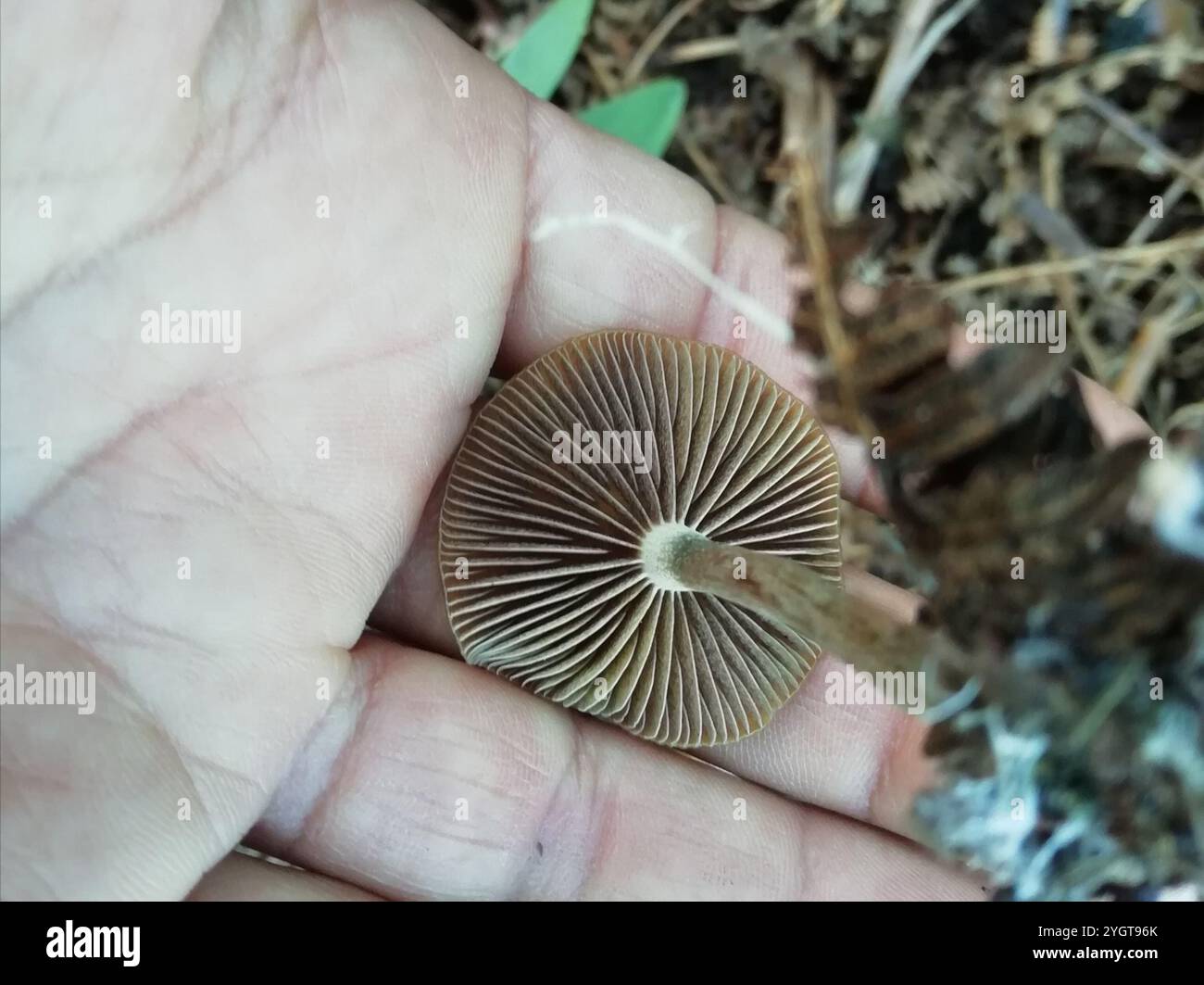 Psilocybe cyanescens hi-res stock photography and images - Alamy