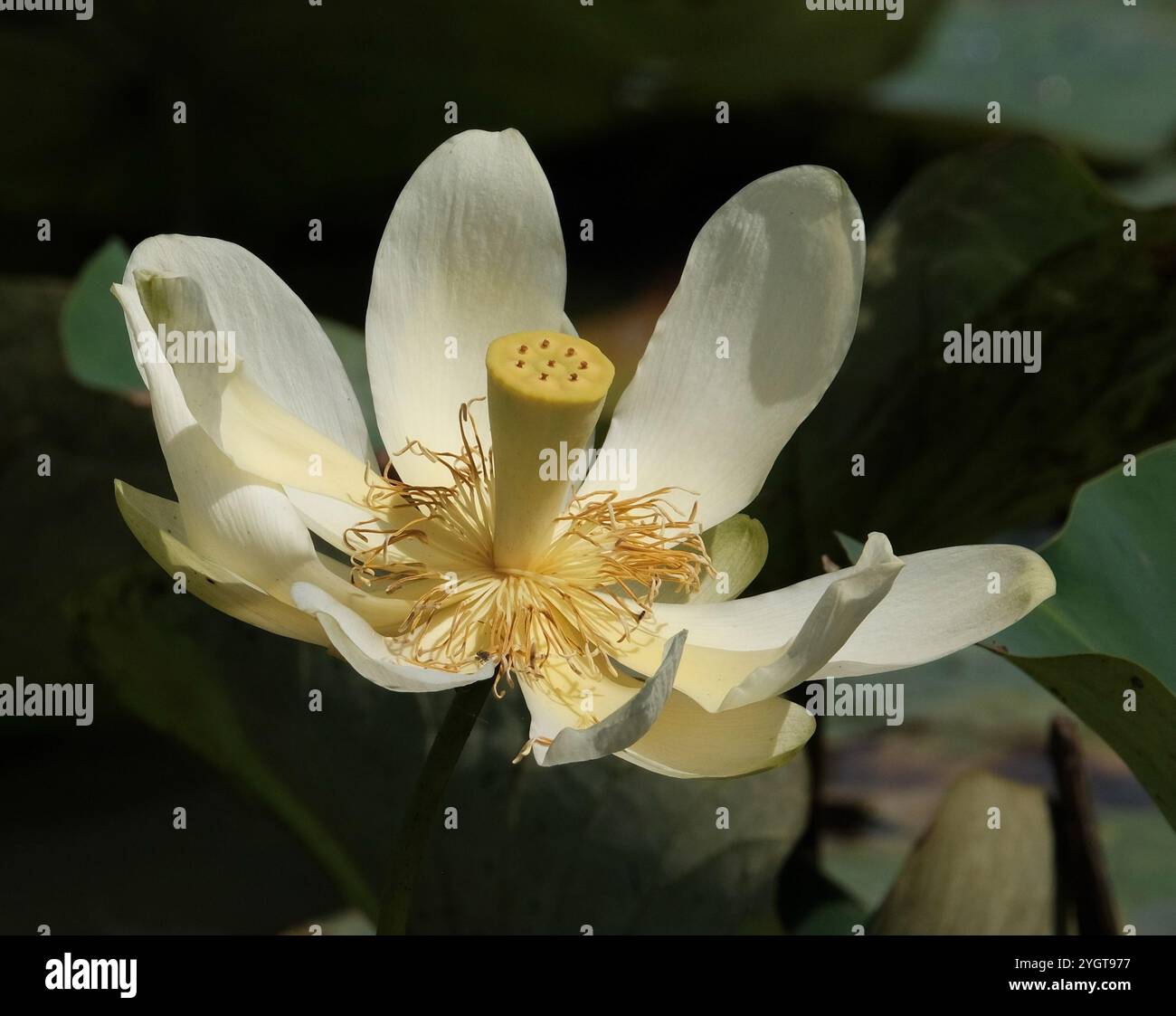 American lotus (Nelumbo lutea Stock Photo - Alamy