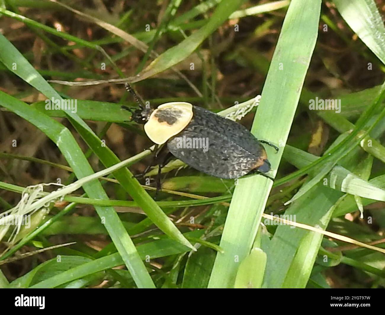 American carrion beetle hi-res stock photography and images - Alamy