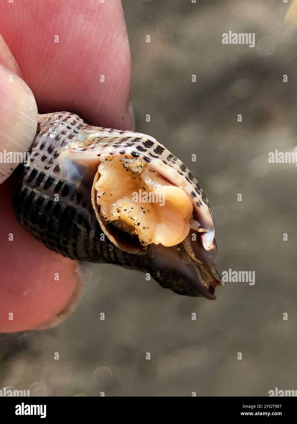 Angular Unicorn (Acanthinucella spirata Stock Photo - Alamy