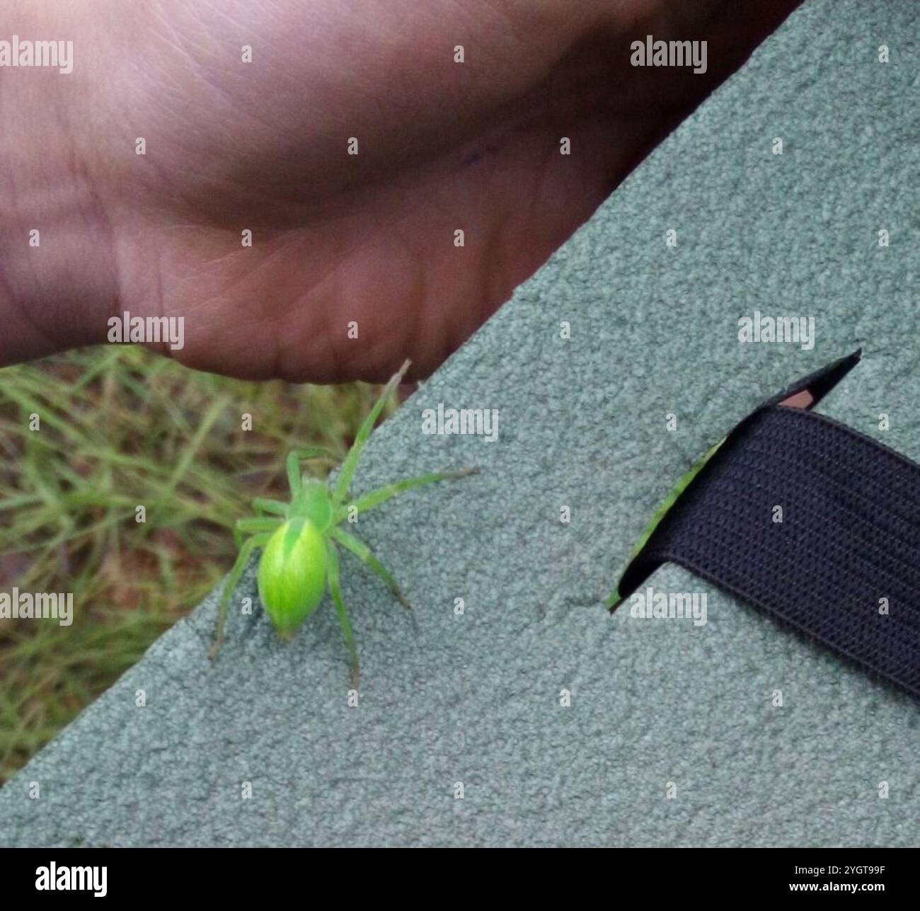 Green Huntsman Spider (Micrommata virescens Stock Photo - Alamy