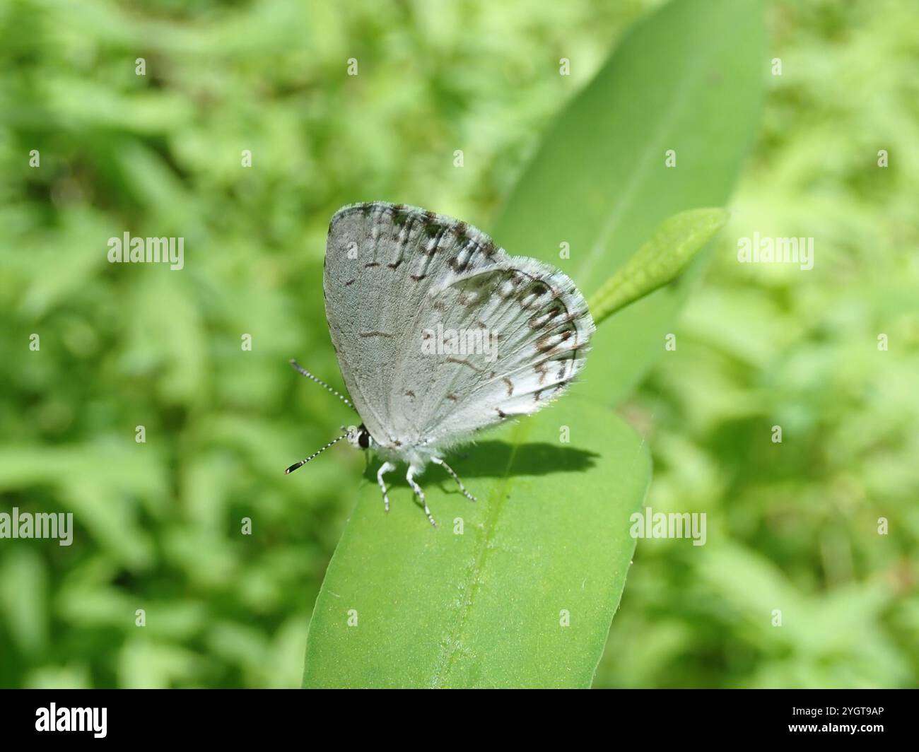 Holarctic Azures (Celastrina Stock Photo - Alamy