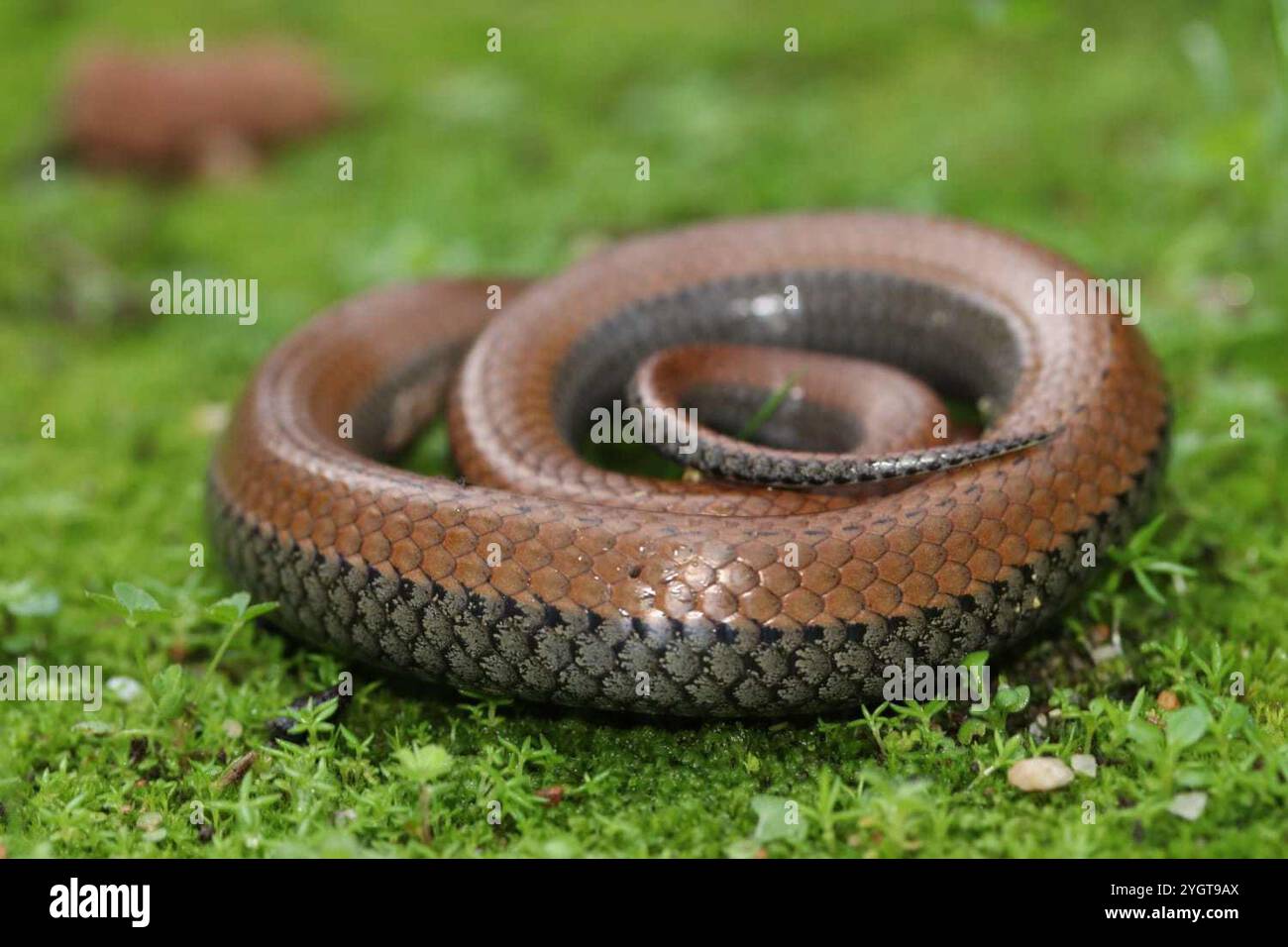 Common Slug-eater (Duberria lutrix Stock Photo - Alamy
