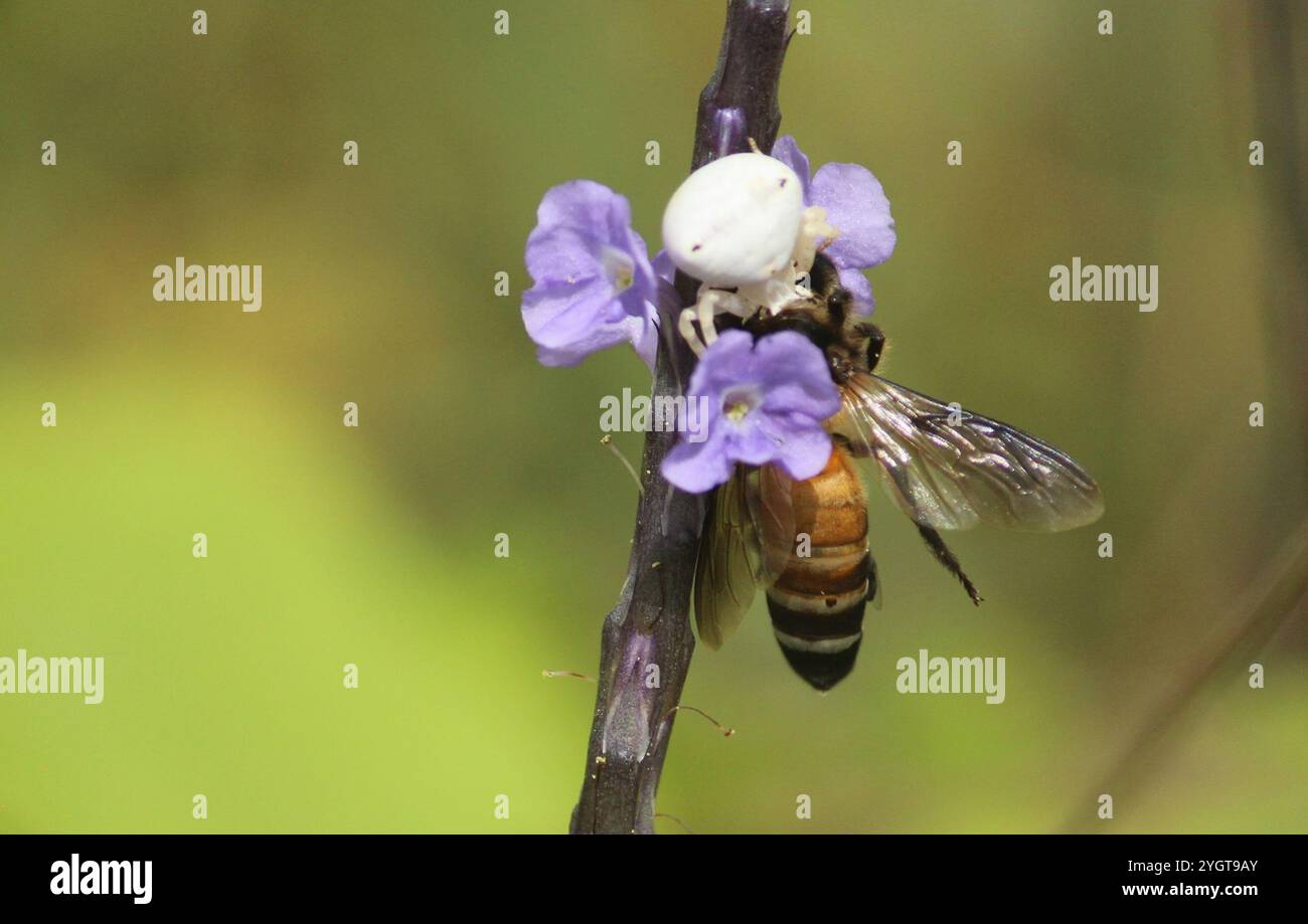 Masked Crab Spider (Thomisus labefactus Stock Photo - Alamy