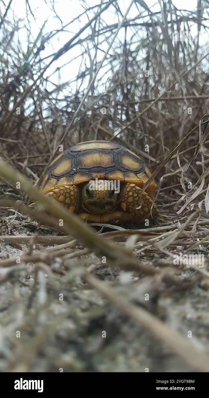 Gopher Tortoise (Gopherus polyphemus Stock Photo - Alamy