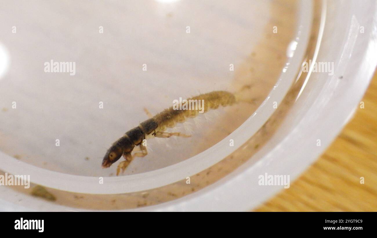 Hydropsyche hi-res stock photography and images - Alamy