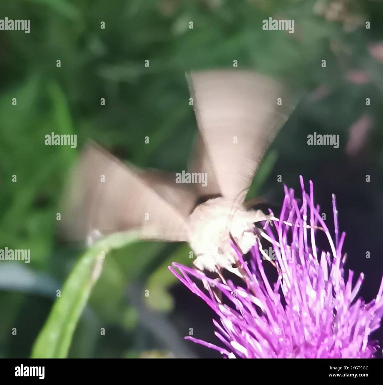 Plusiine Looper Moths (Plusiinae Stock Photo - Alamy