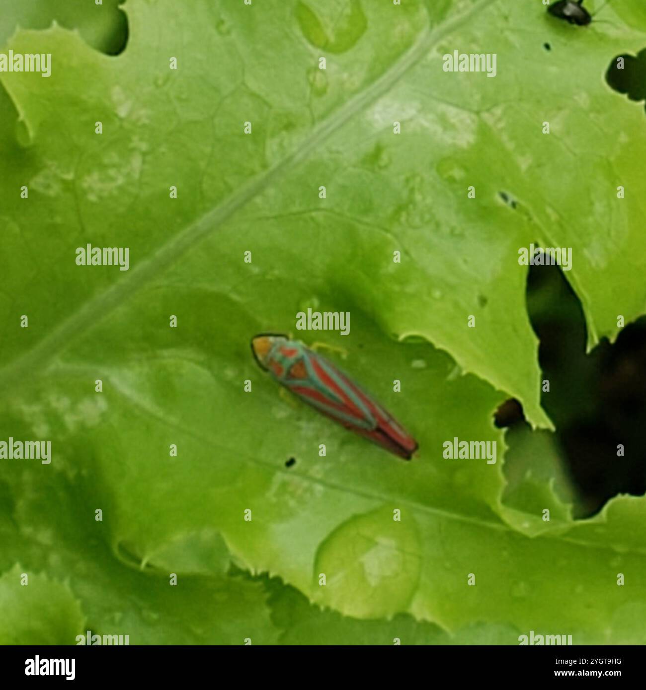 Red-banded Leafhopper (Graphocephala coccinea Stock Photo - Alamy